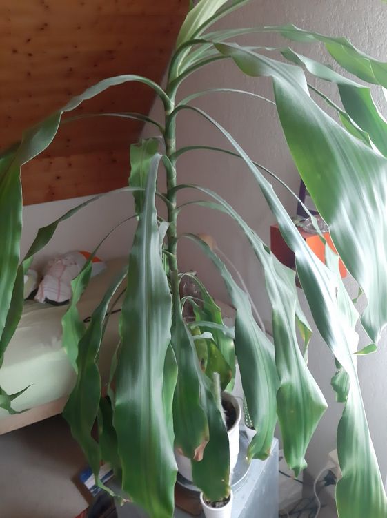 Dracaena Pflanze (Drachenbaum) | Kaufen auf Ricardo