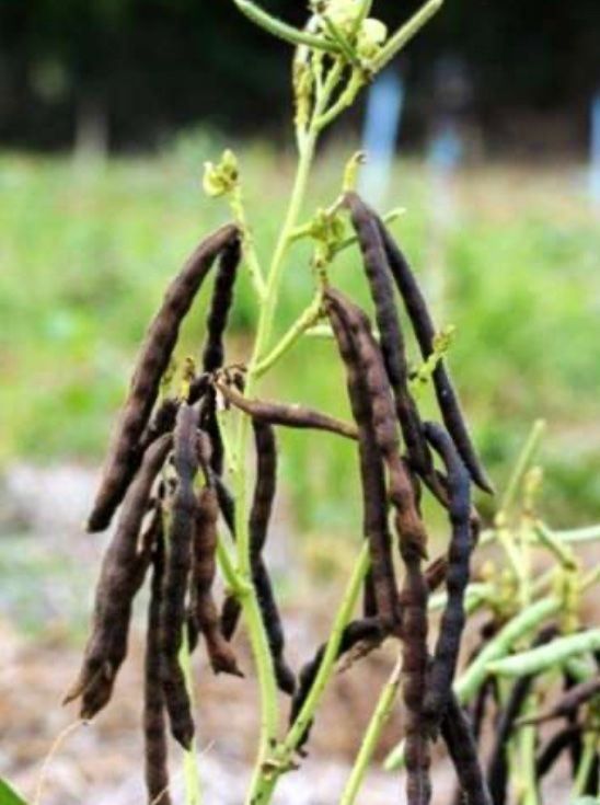 Ab 1.-fr !!! 20 SAMEN GRAINES SEMI SEEDS (Neu und originalverpackt) in ...