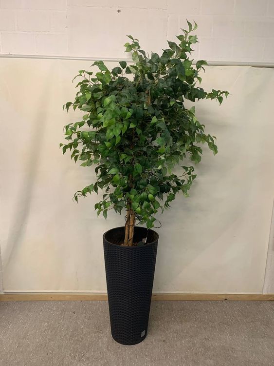 Künstlicher Ficus Benjamini im Topf L 8319 (Gebraucht) in Niederönz für ...