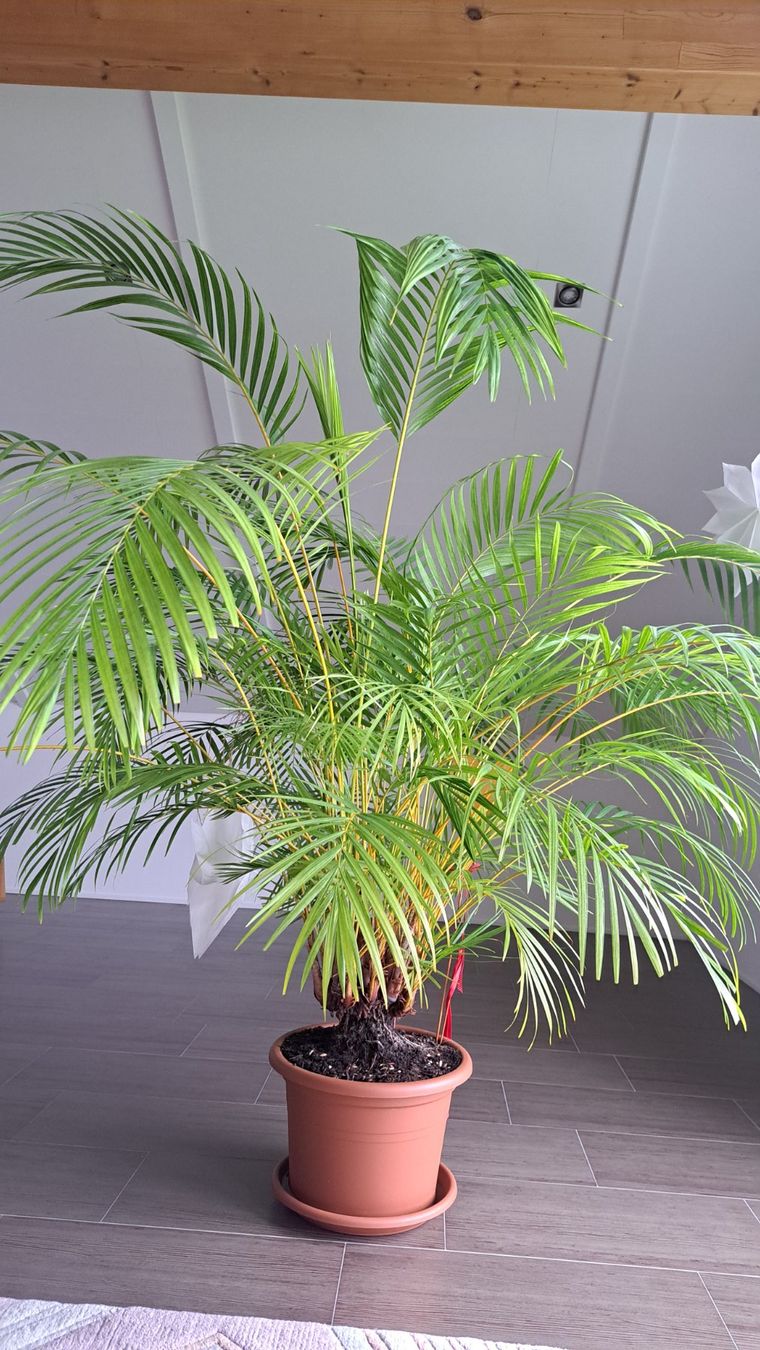 Areca Palme Katze