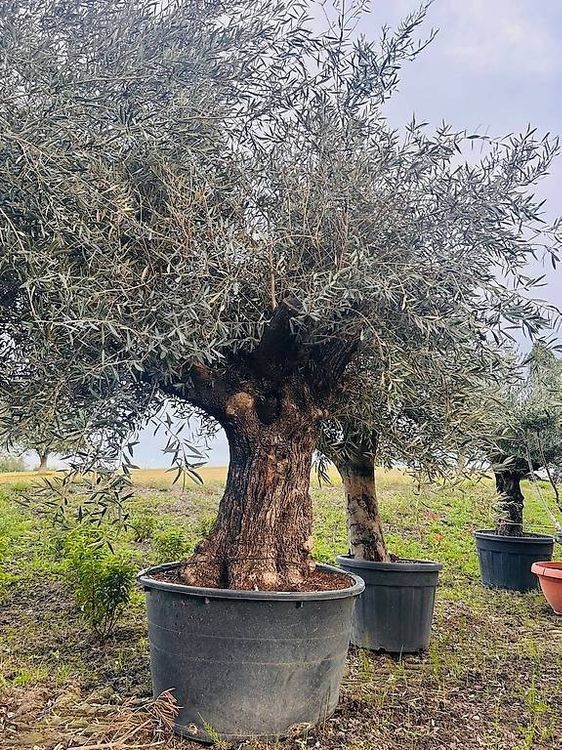 Olivenbaum "Spezial II" winterhart (Neu (gemäss Beschreibung)) in Zuckenriet für CHF 690 – nur ...