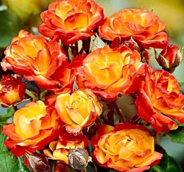 Rose Polyantha "TRANDAFIR" Farbe FLAMME (Stamm + 50cm Wurzel (Neu und ...