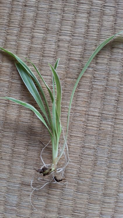 Ableger mit Wureln Grünlilie, Zimmerpflanze, Chlorophytum | Kaufen auf Ricardo