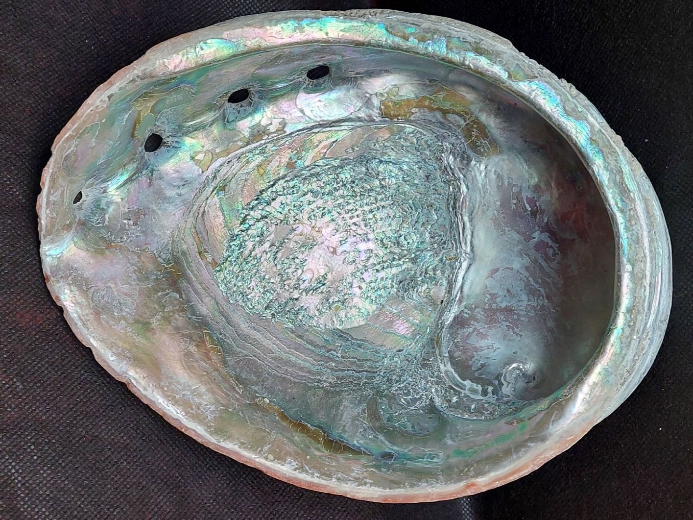 Robuste Riesen-Muschel ca. 20x15.5x5.5 cm / Gewicht: 403 gr. (Gebraucht ...