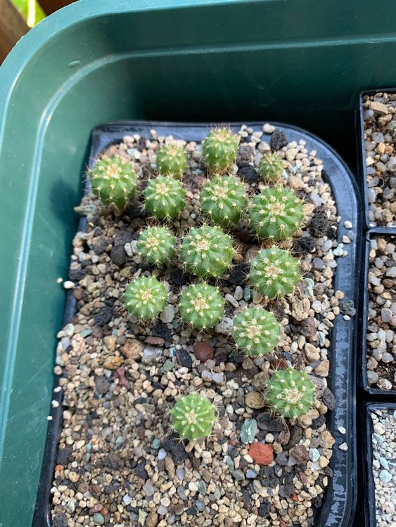 Melocactus broadwayi Sämlinge | Kaufen auf Ricardo
