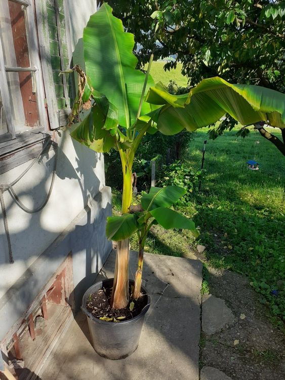 Japanische Faser Banane BananenBaum mit Topf H.ca. 220cm (1) (Gebraucht ...