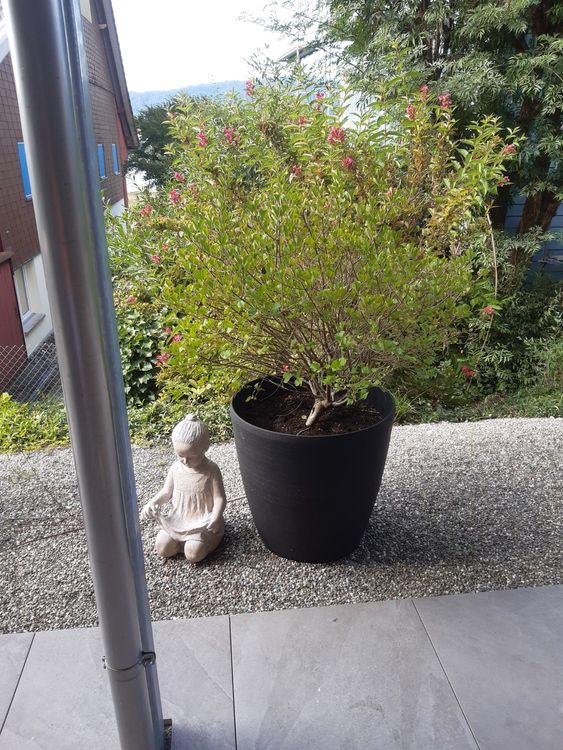 Zwergflieder inkl. Topf | Kaufen auf Ricardo