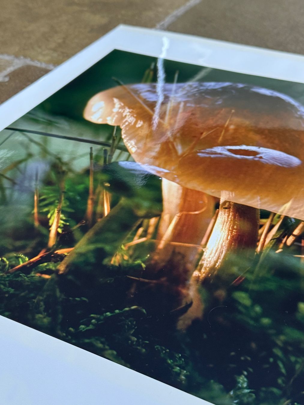 Peter Fischli & David Weiss Fotografie (Gebraucht) in Gockhausen für ...