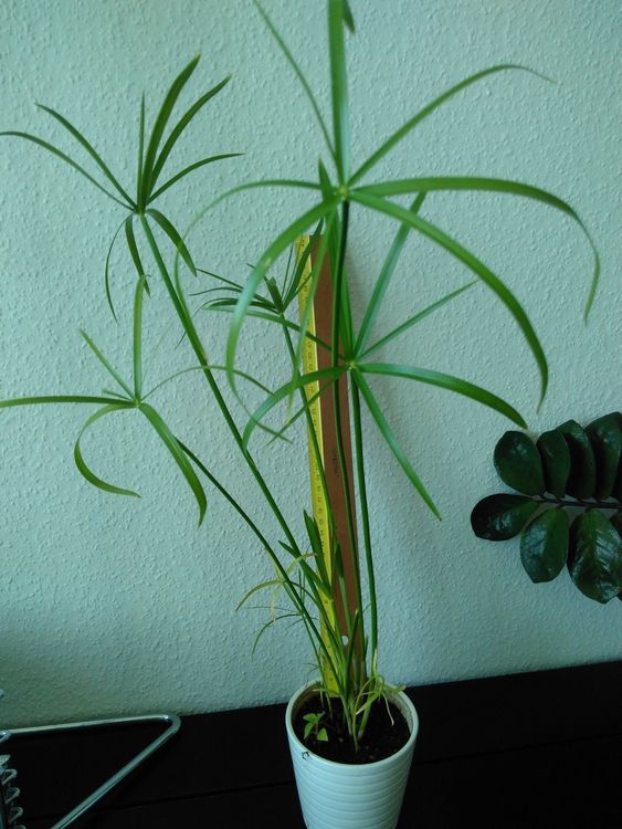 Zypergras (Cyperus alternifolius) | Kaufen auf Ricardo