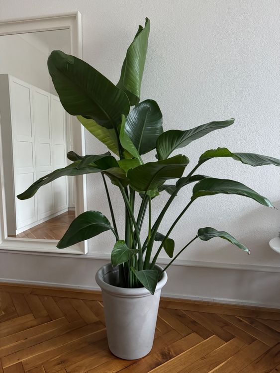 Strelitzie mit Topf | Kaufen auf Ricardo