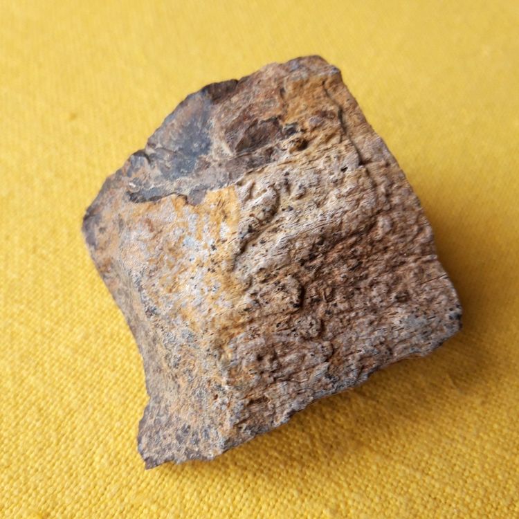 versteinerter Dinosaurier-Knochen Fossil (Gebraucht) in Egg b. Zürich ...