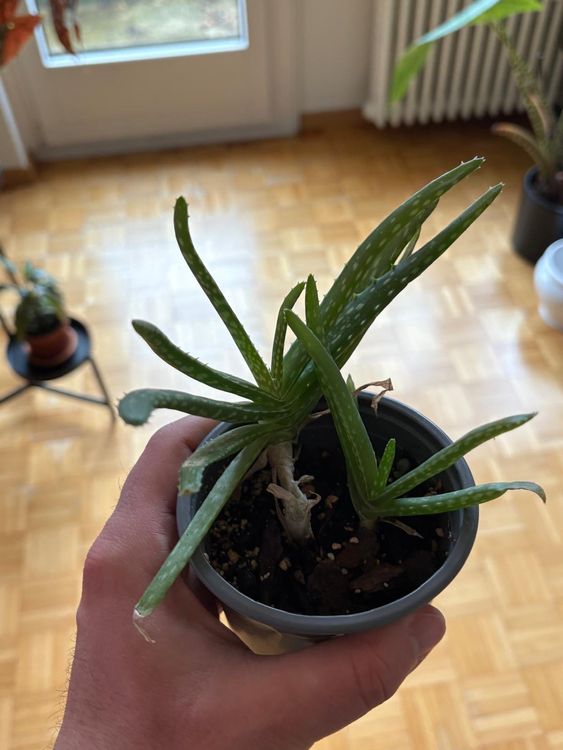 Zwei kleine Aloe Vera Zimmerpflanzen in einem Topf (Gebraucht) in ...