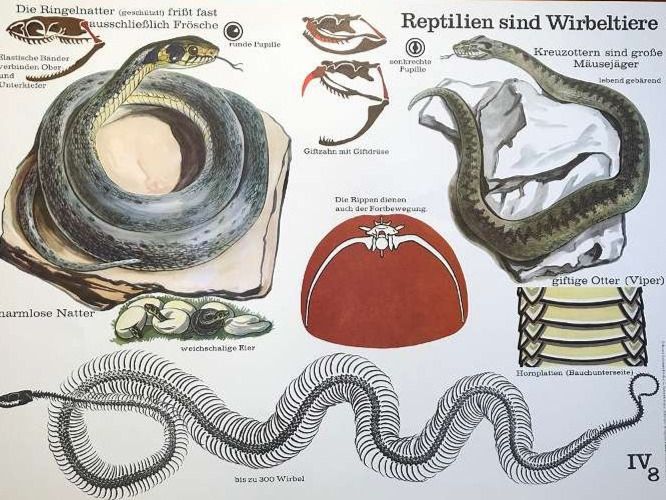 Schulwandbild Poster Nr.8: Reptilien sind Wirbeltiere | Kaufen auf Ricardo