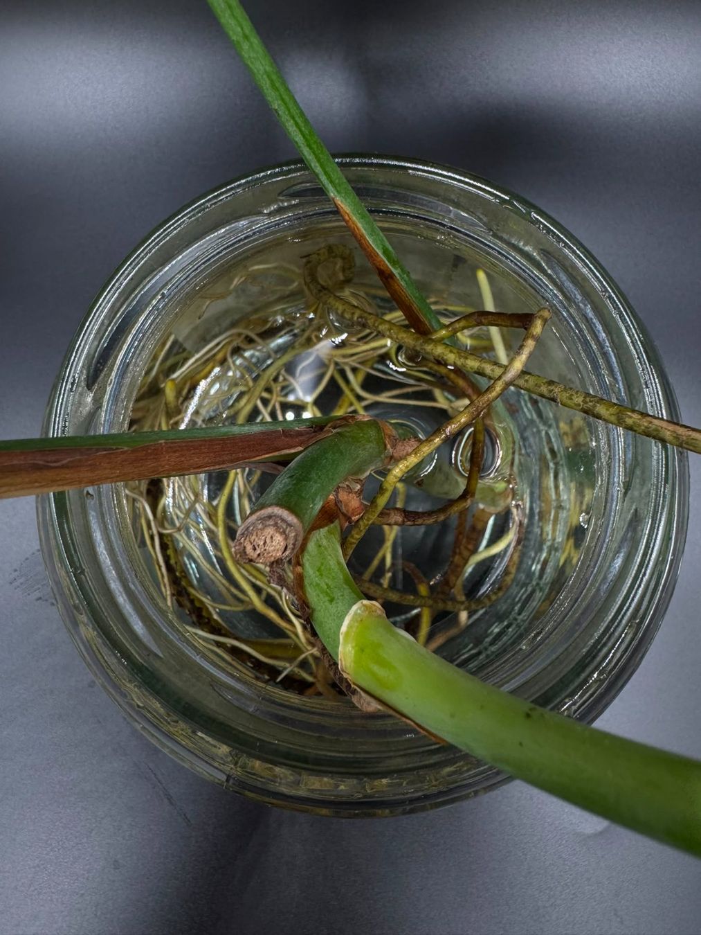 Monstera deliciosa var. sierrana (Hawaii Clone) (Neu (gemäss ...