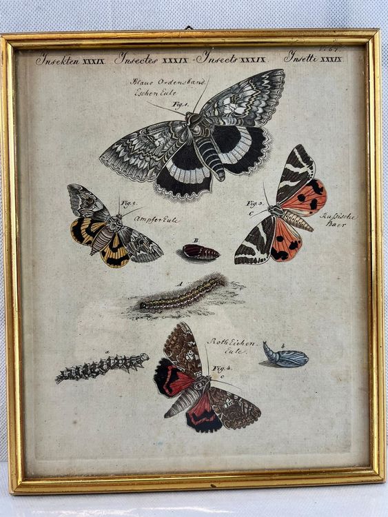 Handkolorierte Schmetterling Stich (Neu und originalverpackt) in Neuhausen am Rheinfall für CHF ...