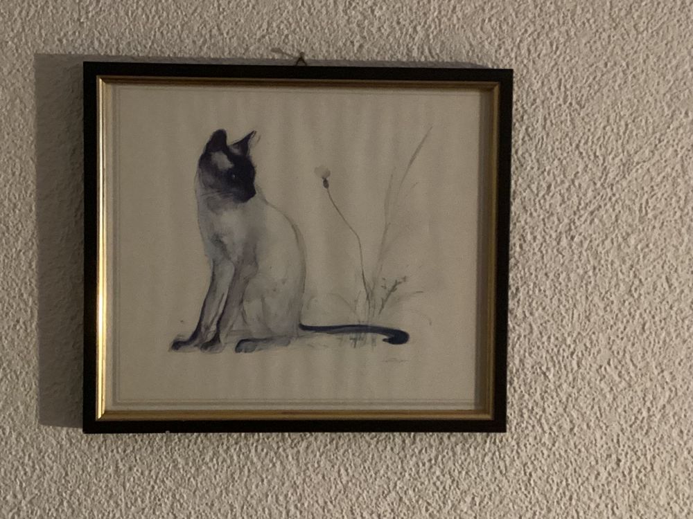 Katzenbild (Gebraucht) in für CHF 10 – mit Lieferung auf Ricardo kaufen