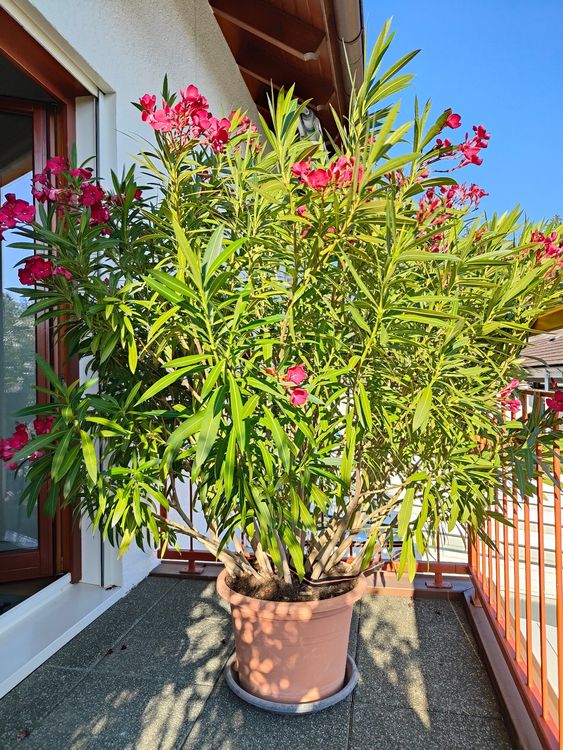 Oleander Rote Bltter