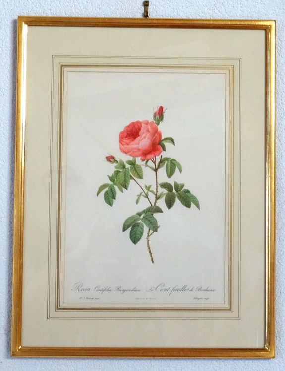 antiker grosser, colorierter Blumenstich (Gebraucht) in Walzenhausen für CHF 25 – mit Lieferung ...