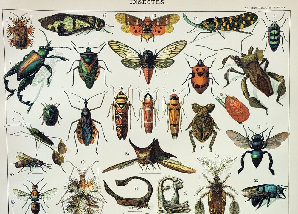 Original Vintage Druck 1898, Insekten 2, Entomologie | Kaufen auf Ricardo