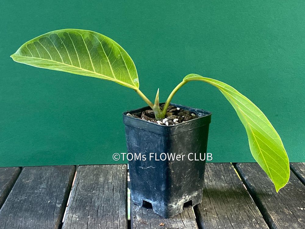 Ficus Altissima Aurea Variegata | Kaufen auf Ricardo