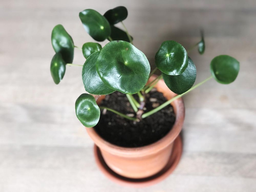Pilea peperomioides – Ufopflanze, Chinesischer Geldbaum (Gebraucht) in ...