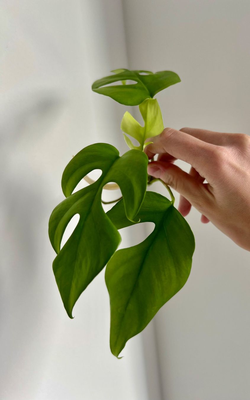 Monstera minima Steckling (kräftig bewurzelt) (Gebraucht) in Glattpark ...