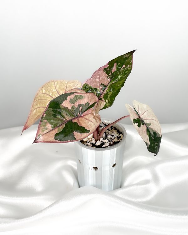 Alocasia Yucatan Princess Pink Variegata (Neu (gemäss Beschreibung)) in ...