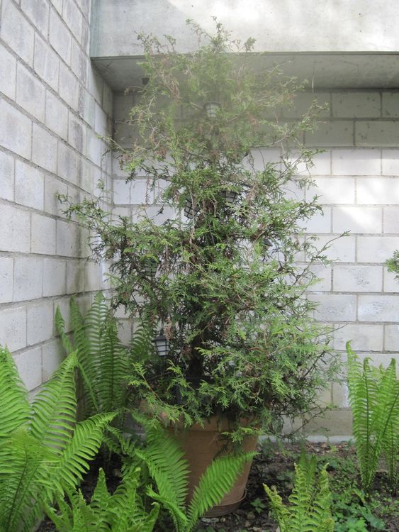 Tuya Busch/Baum immergrün im Topf | Kaufen auf Ricardo