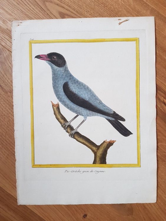antikes Vogel Blatt Stich - Pie-grieche grise de Cayenne (Gebraucht) in Walterswil BE für CHF 18 ...