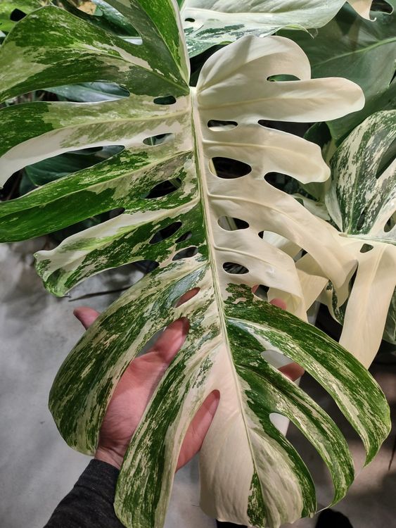 Monstera Deliciosa Albo Variegata Kopfsteckling (2 Blätter) (Gebraucht ...