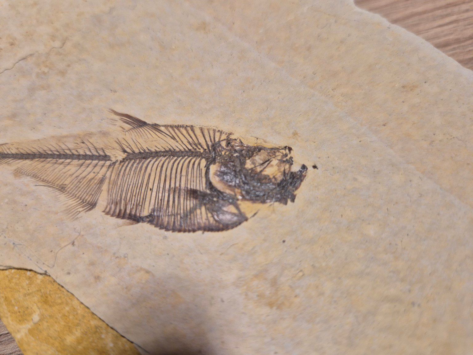 Fossile de poisson ancien – env. 50 millions d’années (Gebraucht) in ...