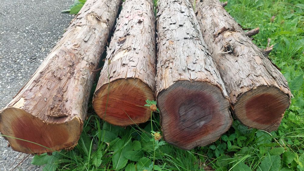 Eibe Eibenholz Eibenstamm Holz drechseln (Gebraucht) in Bilten für CHF ...