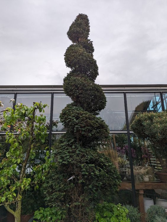 Formschnitt Eibe 3m | Kaufen auf Ricardo