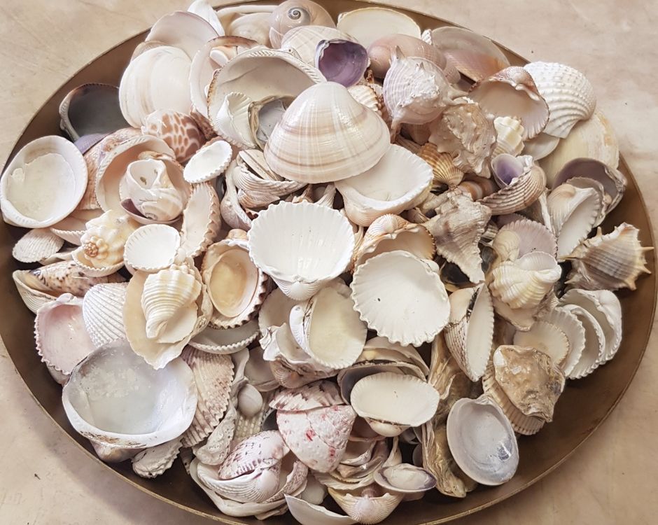 1,5 kg Muscheln für Kreative oder als Deko | Kaufen auf Ricardo