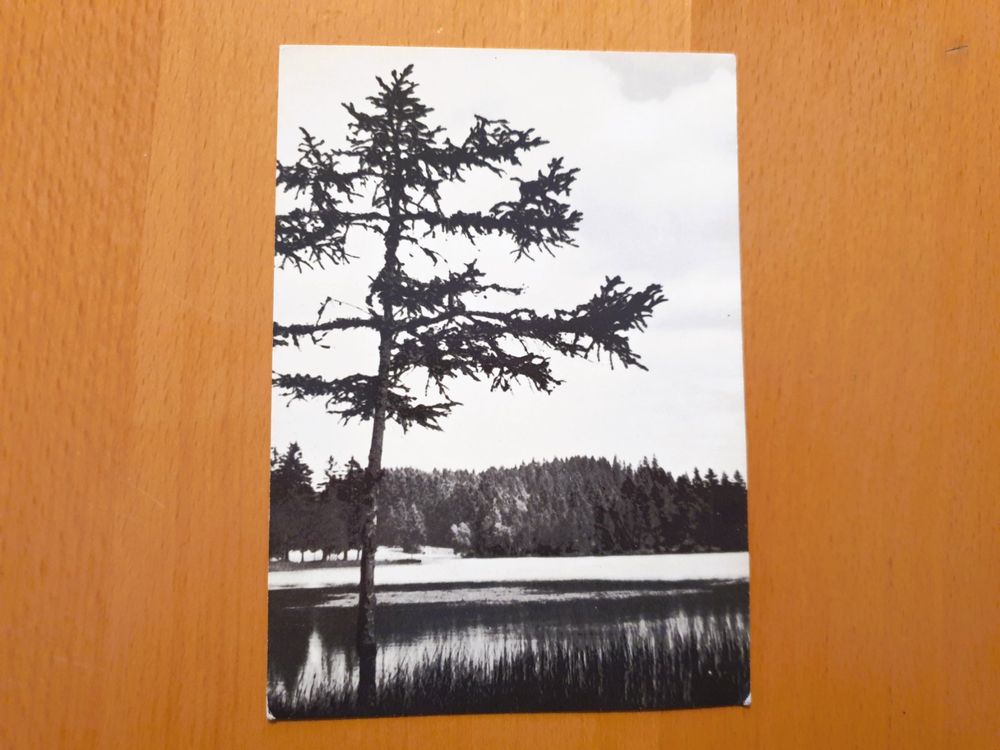 ALTE ANSICHTSKARTE - SCHWEIZ - PRO INFIRMIS - AM WALDSEE | Kaufen auf Ricardo