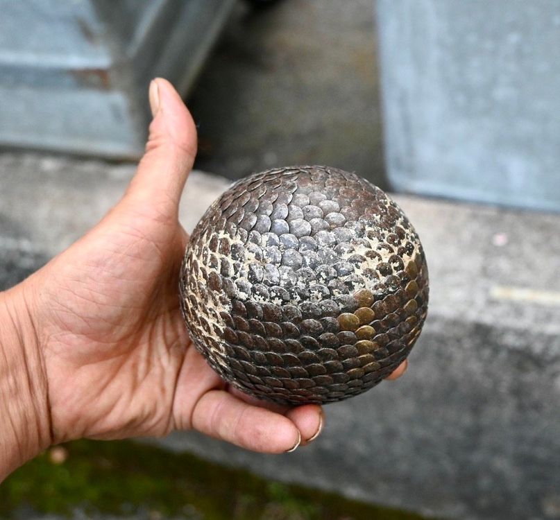 Antik genagelte PETANQUE / BOULE Kugel Nr 10 "Gold“ (Gebraucht) in ...