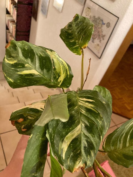 Maranta kerchoveana variegata plante d’intérieur (Gebraucht) in ...