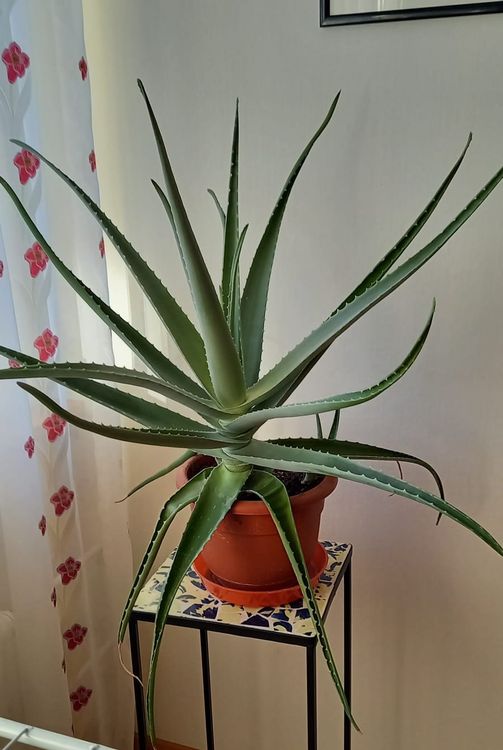 Aloe Vera Topfgrosse