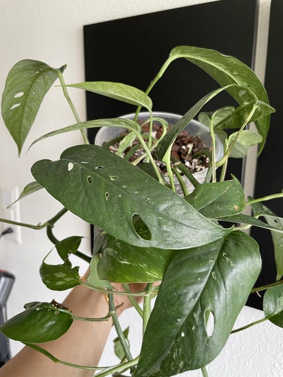 Epipremnum Cebu Blue Variegata (Gebraucht) in Glattbrugg für CHF 10 ...
