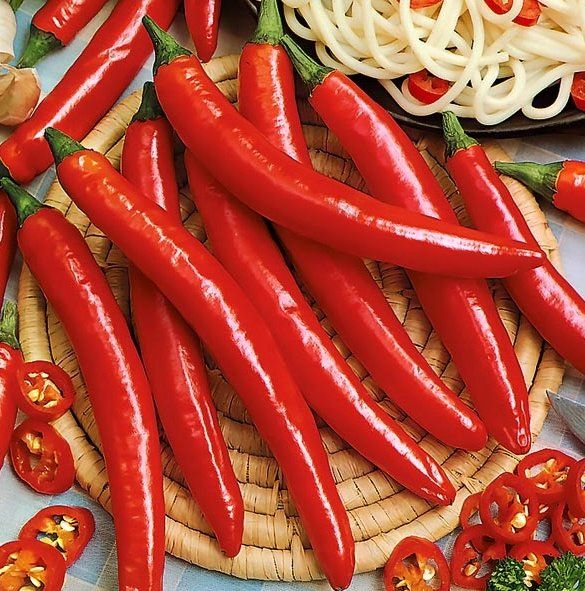 Cayennepfeffer/ Paprika de Cayenne / Cayenne Chili /10 Samen (Neu ...