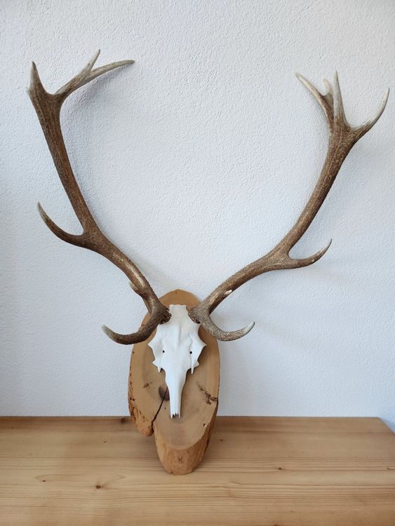 Hirsch Geweih Kaufen