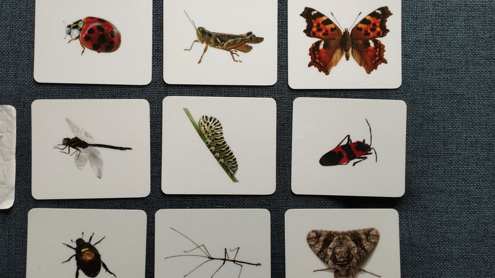 Montessori 3 Stufen Lektion Insekten - 3 part lesson insects | Kaufen ...