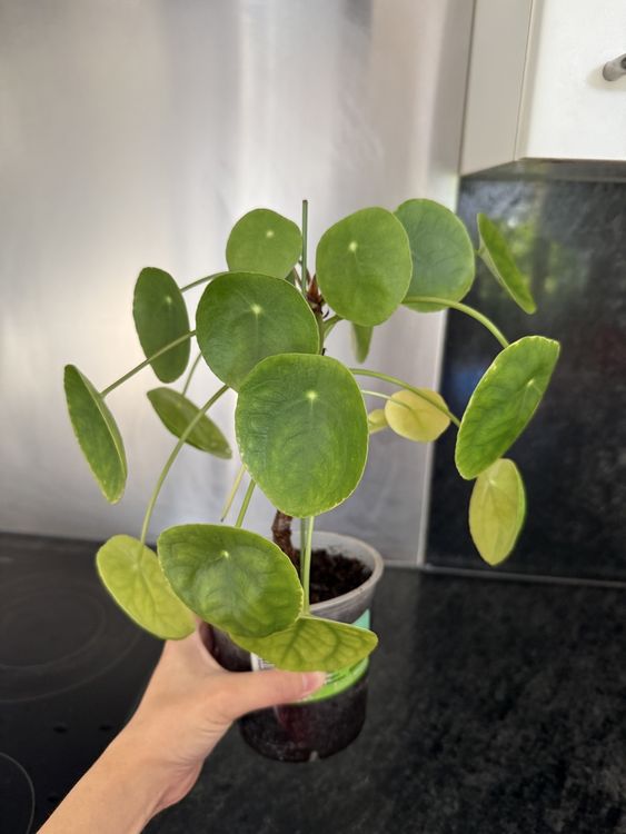 Super schöne Pilea Teller Ufo Pflanze (Gebraucht) in Bern für CHF 29 ...
