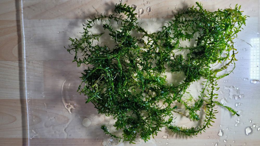 Wasserpest Elodea densa | Kaufen auf Ricardo