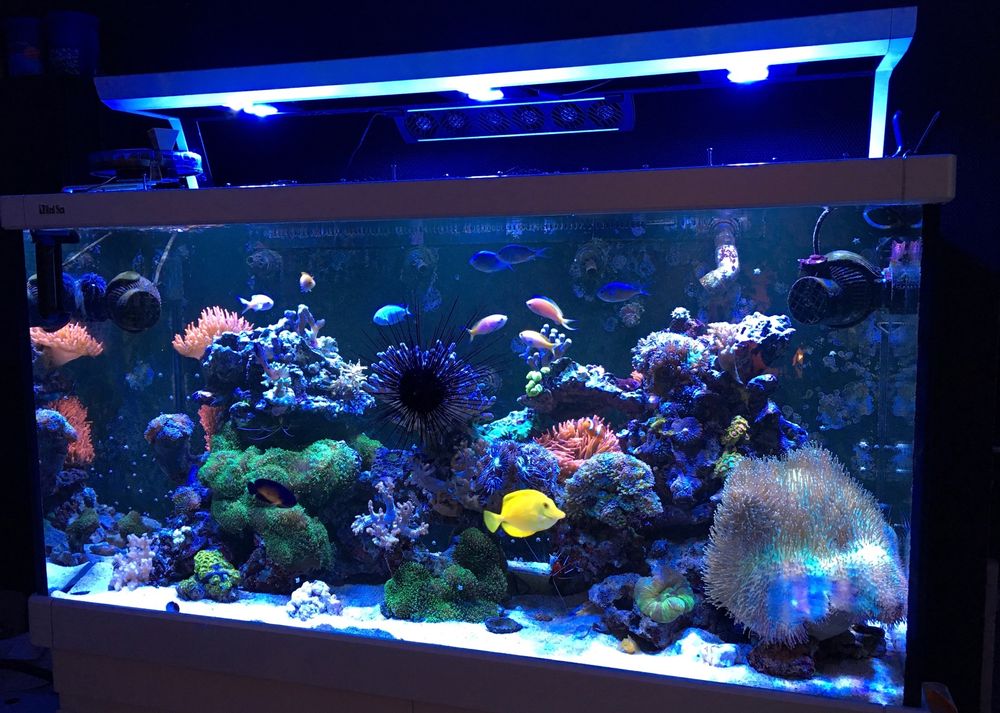 Vend aquarium récifal eau de mer Red Sea MAX 500 (Gebraucht) in Basel ...