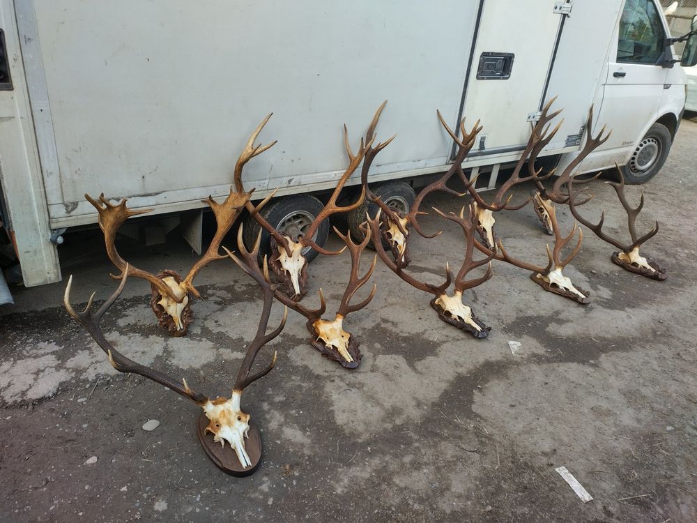 10 Hirschgeweihe / Trophäen | Kaufen auf Ricardo