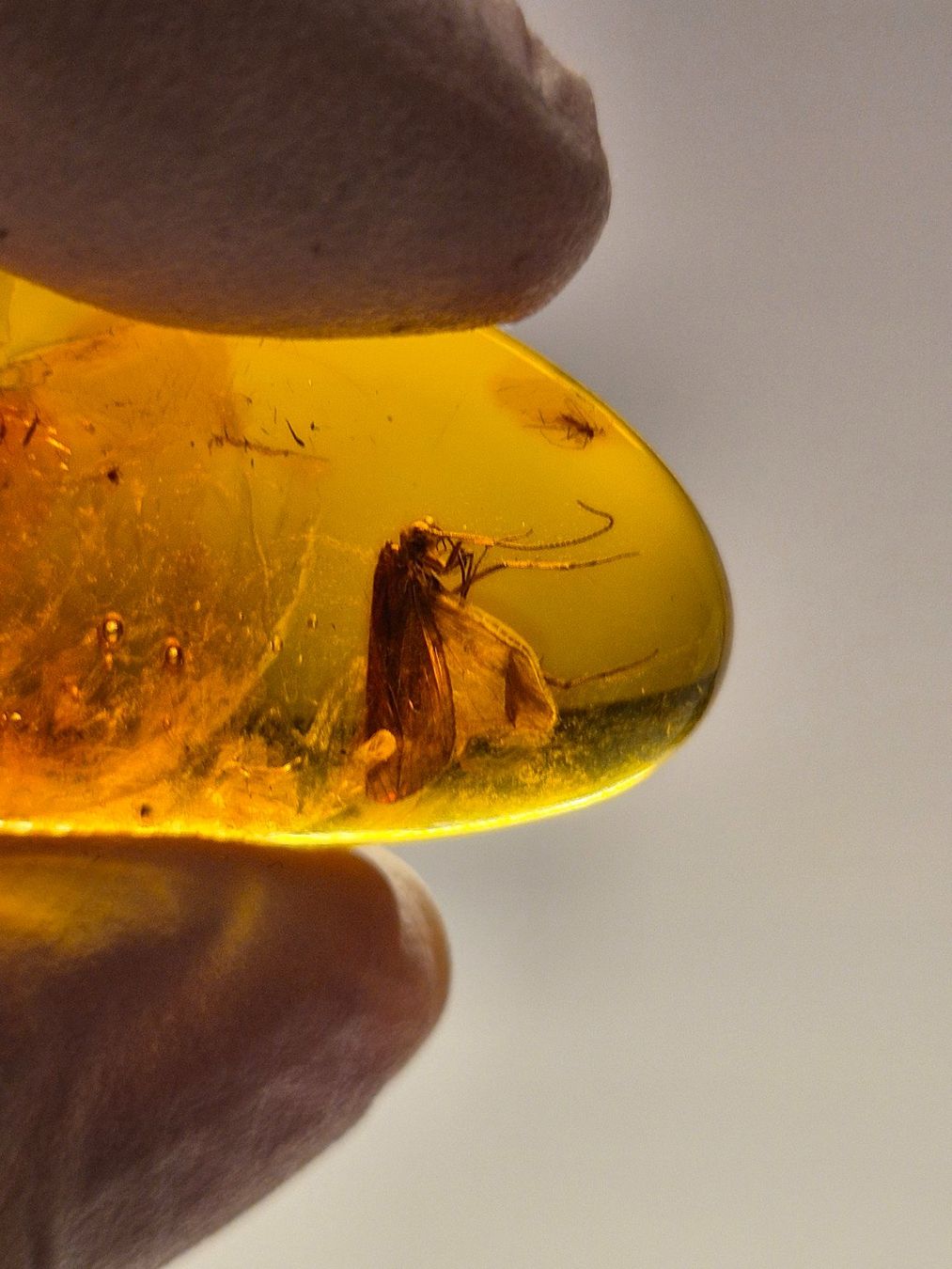 Ambre baltique naturel avec inclusion d’insecte – env. 4 cm (D'occasion ...