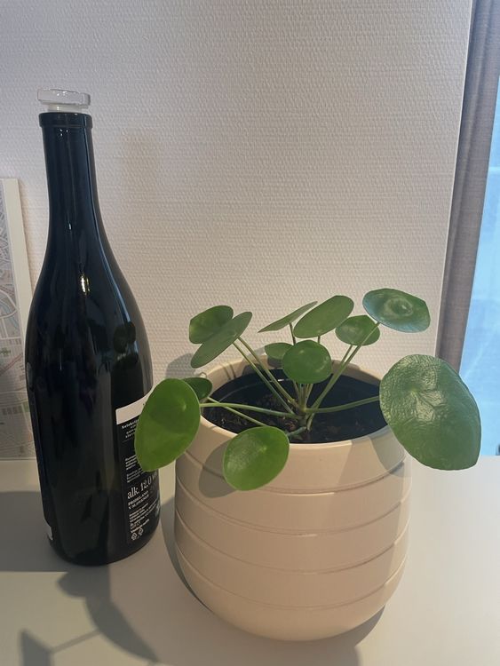 Pilea Peperomioides Plant (Money plant) with nice ceramic po | Kaufen ...