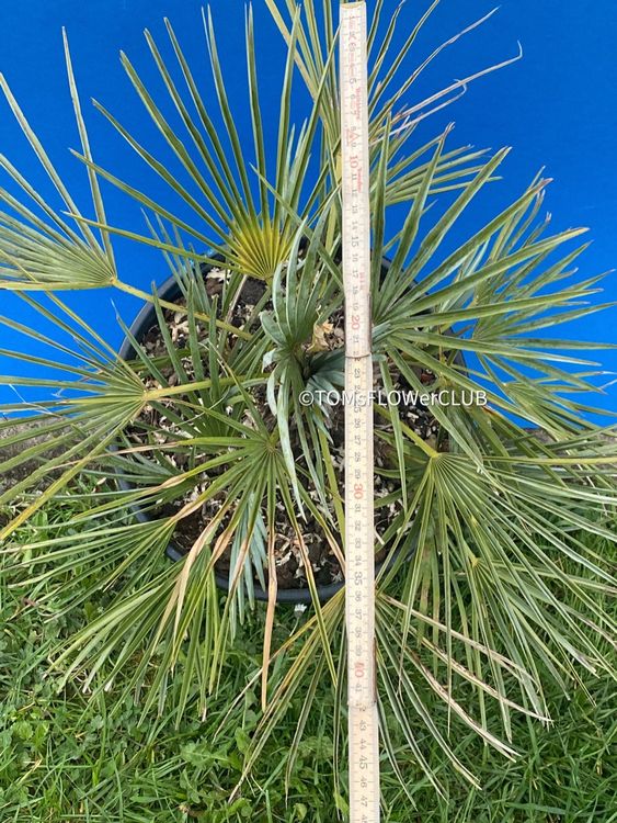 Chamaerops Humilis Cerifera - WINTERHARTE blaue Zwergpalme (Neu (gemäss Beschreibung)) in ...