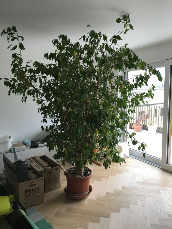 Zimmerpflanze Benjamini Ficus | Kaufen auf Ricardo